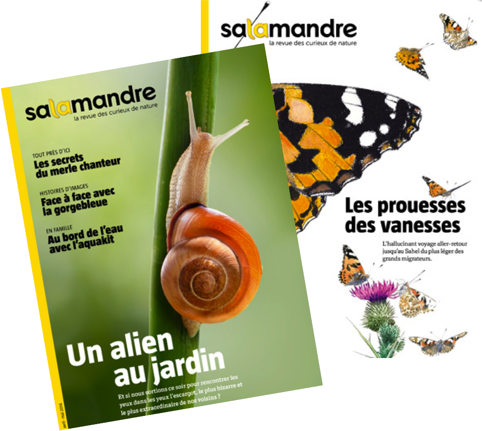 Visuels magazines La Salamandre | Observatoire de la Biodiversité des ...