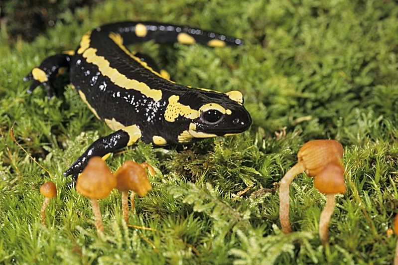 Salamandre tachetée | Observatoire de la Biodiversité des Forêts