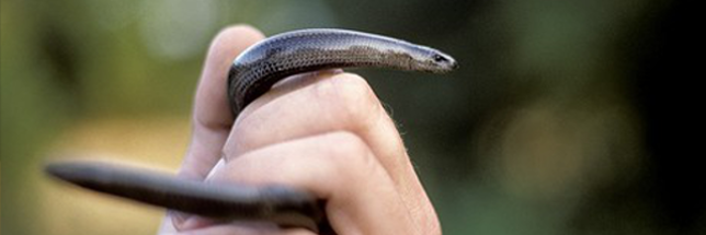 Fragile orvet ! | Observatoire de la Biodiversité des Forêts