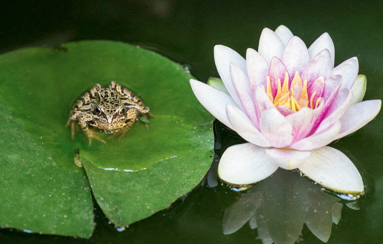 La Grande Vadrouille des amphibiens | Observatoire de la Biodiversité ...