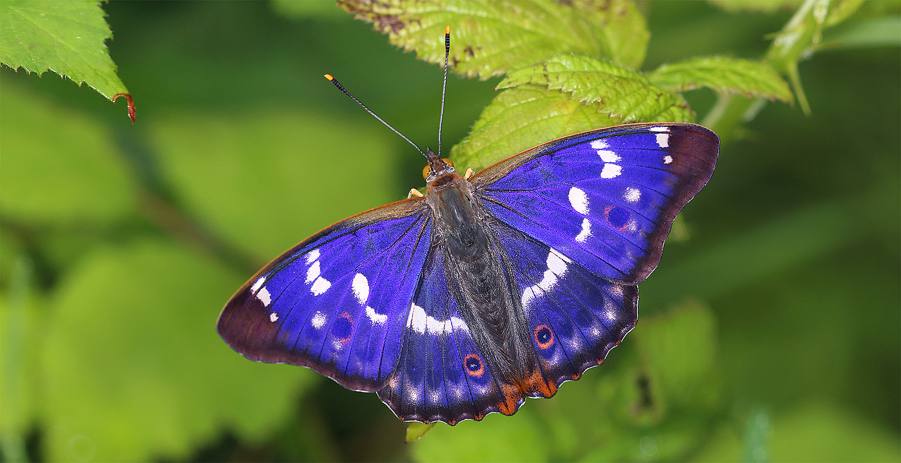 Le Petit Mars, un papillon changeant | Observatoire de la Biodiversité ...