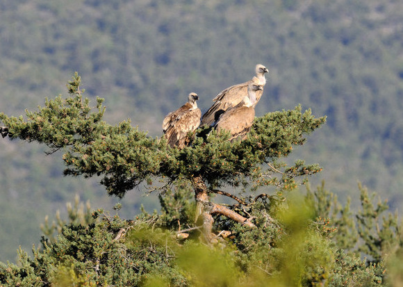 bios-1366781 | Observatoire de la Biodiversité des Forêts