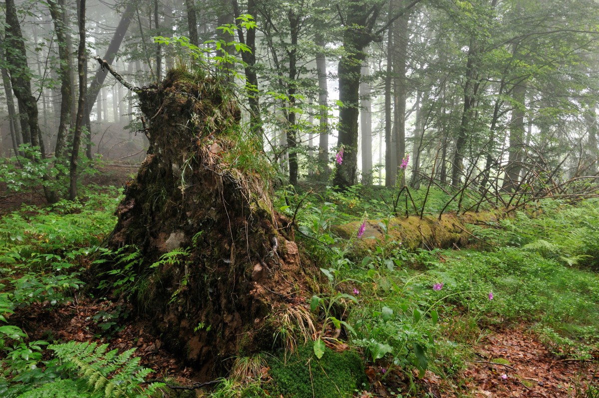 La forêt, un écosystème en constante adaptation | Observatoire de la ...