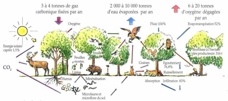 L’écosystème de la forêt | Observatoire de la Biodiversité des Forêts