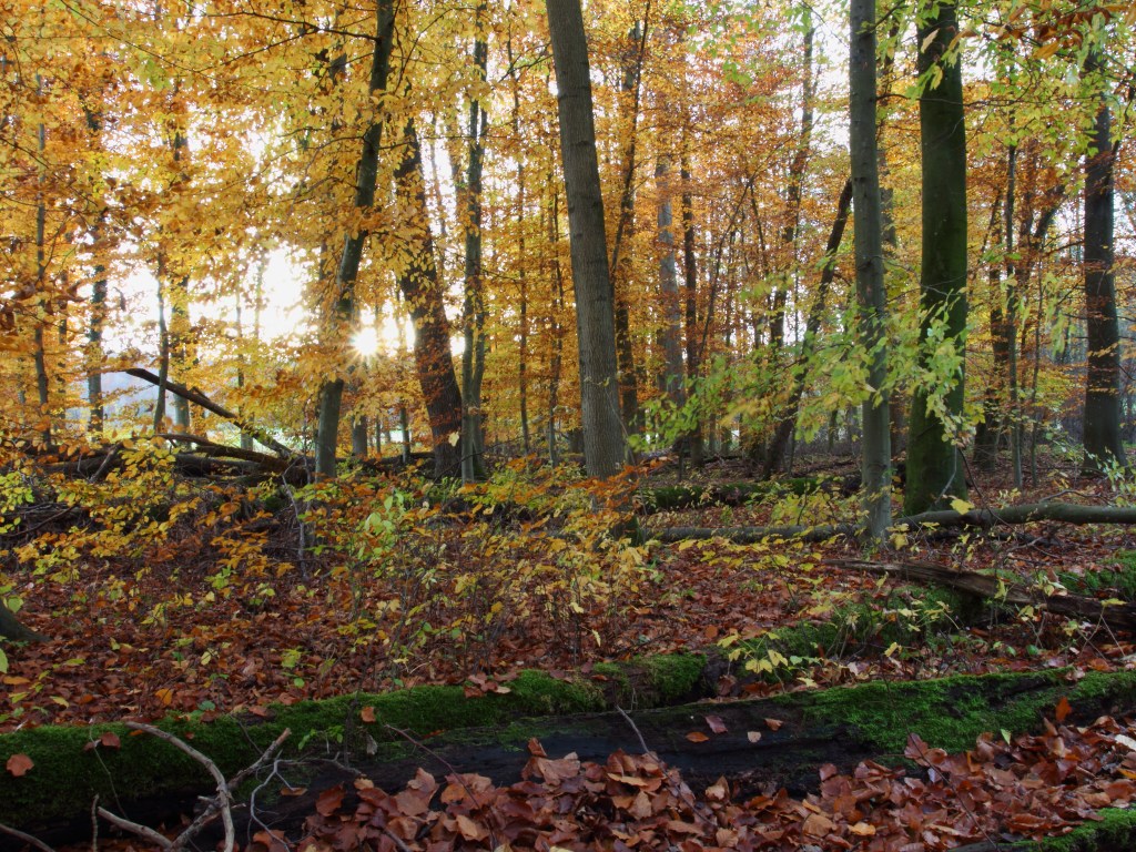 L’écosystème de la forêt | Observatoire de la Biodiversité des Forêts