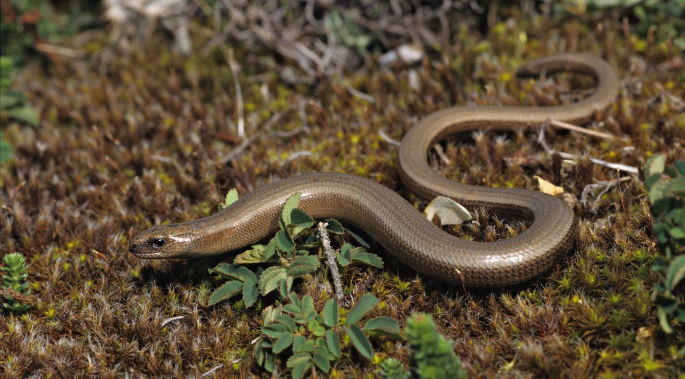 Orvet fragile | Observatoire de la Biodiversité des Forêts