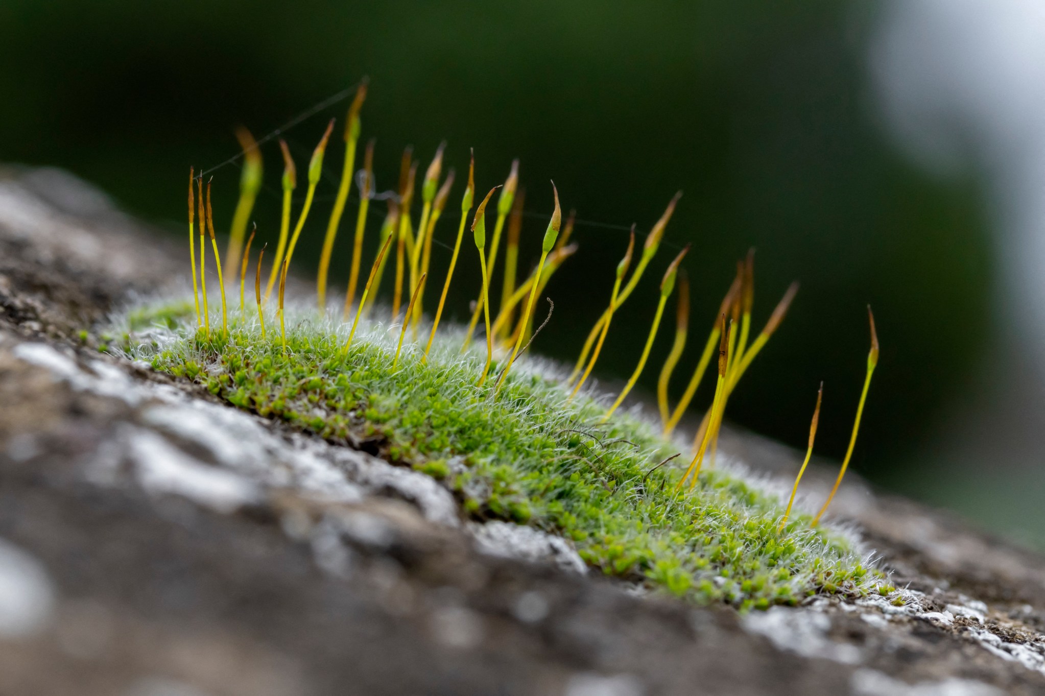 Bryophytes | Observatoire de la Biodiversité des Forêts