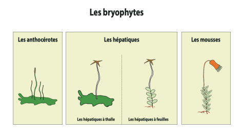 Les Bryophytes | Observatoire de la Biodiversité des Forêts