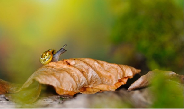 Les Gastéropodes | Observatoire de la Biodiversité des Forêts