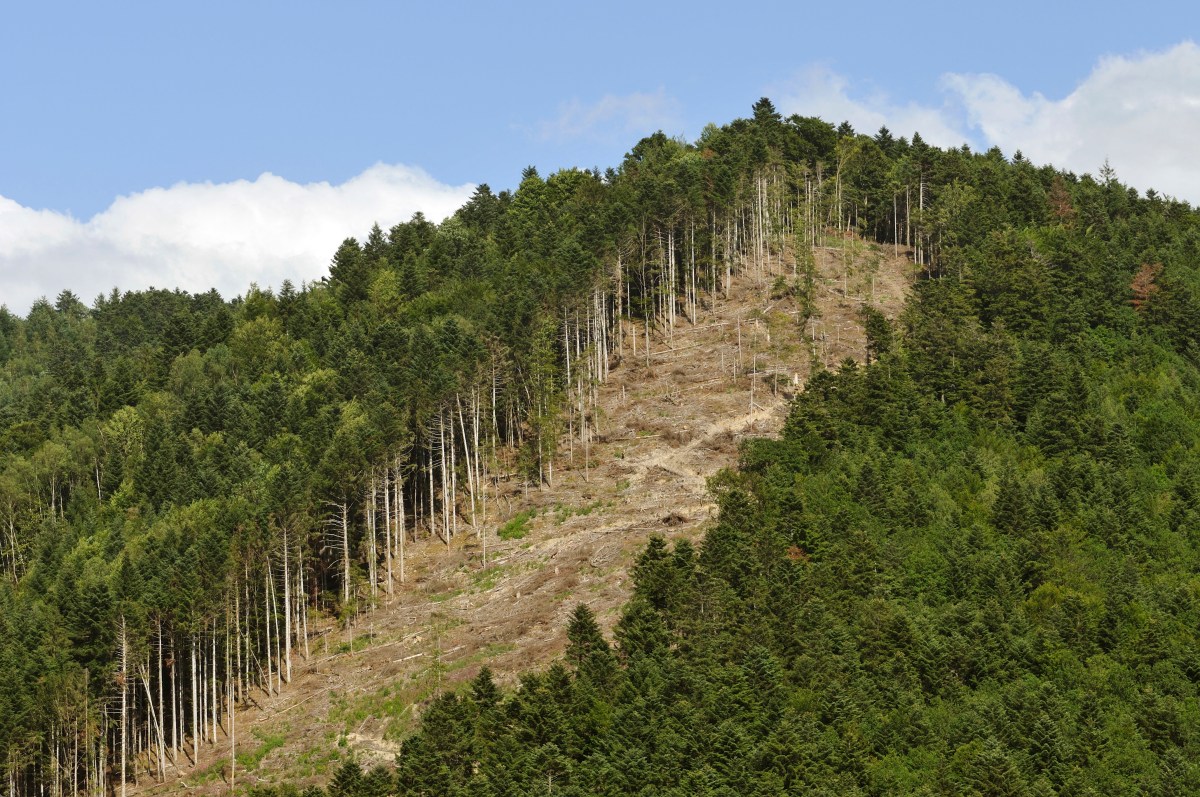 La déforestation : une menace grandissante | Observatoire de la ...