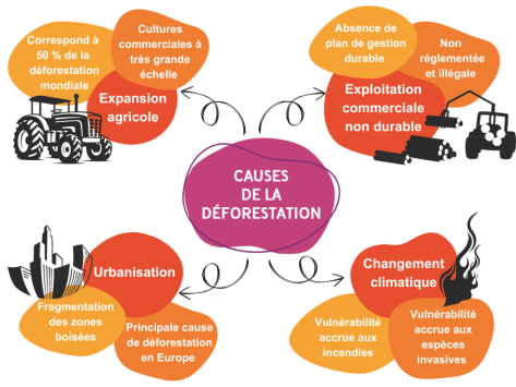 La déforestation : une menace grandissante | Observatoire de la ...