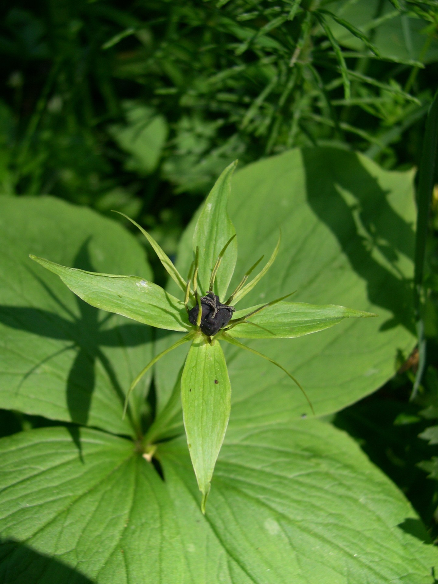 Parisette à quatre feuilles | Observatoire de la Biodiversité des Forêts