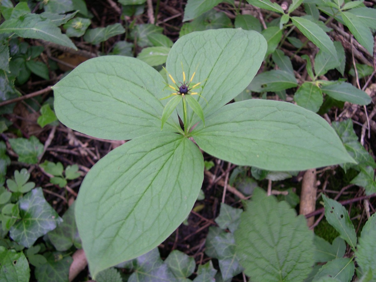 Parisette à quatre feuilles | Observatoire de la Biodiversité des Forêts
