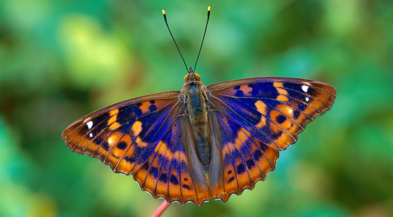 Petit Mars changeant | Observatoire de la Biodiversité des Forêts