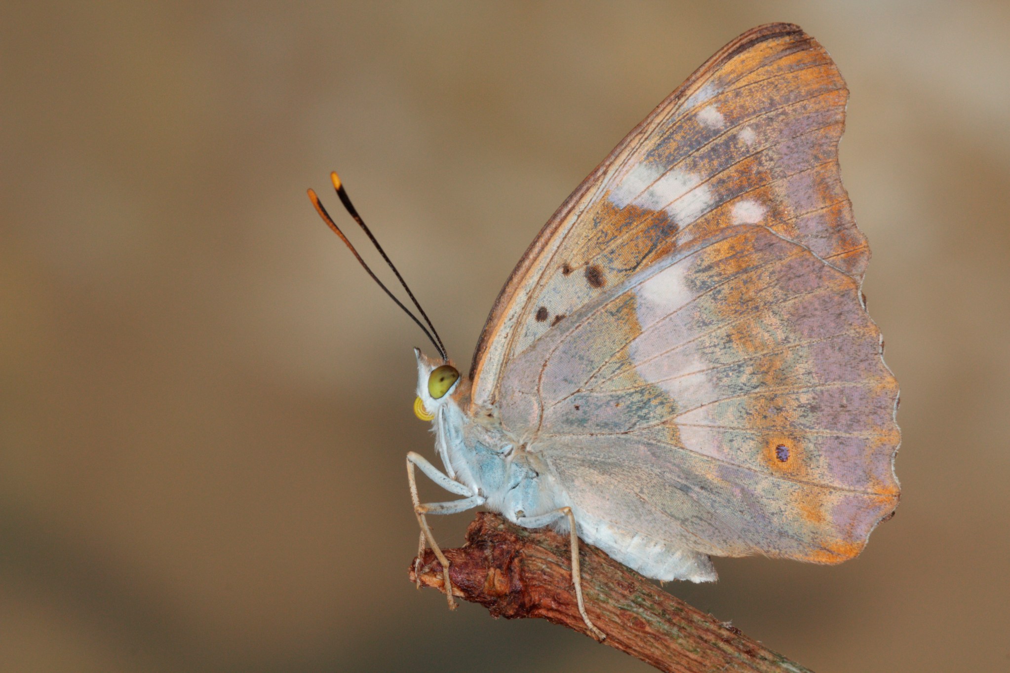 Petit Mars changeant | Observatoire de la Biodiversité des Forêts