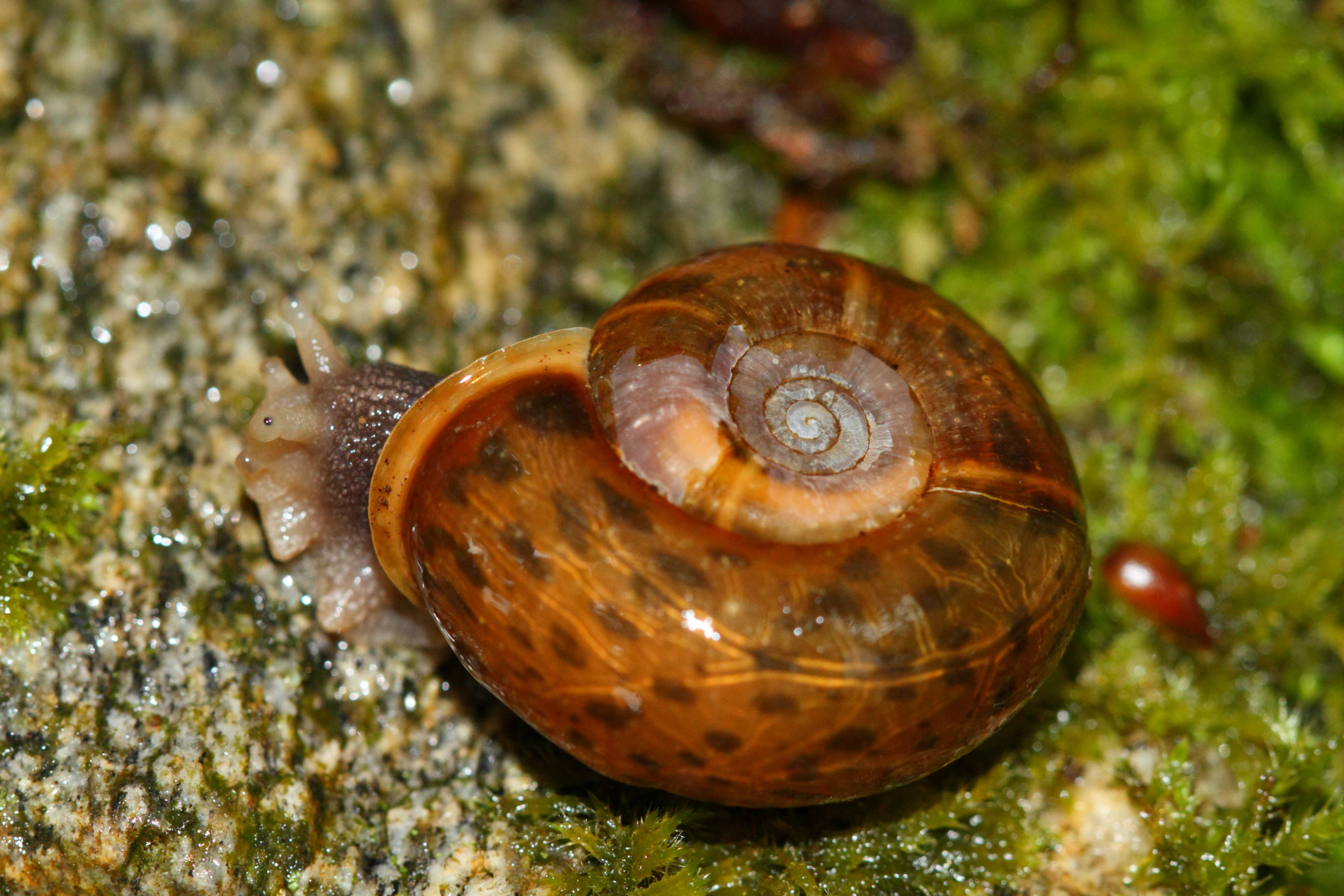 Veloutée plane | Observatoire de la Biodiversité des Forêts