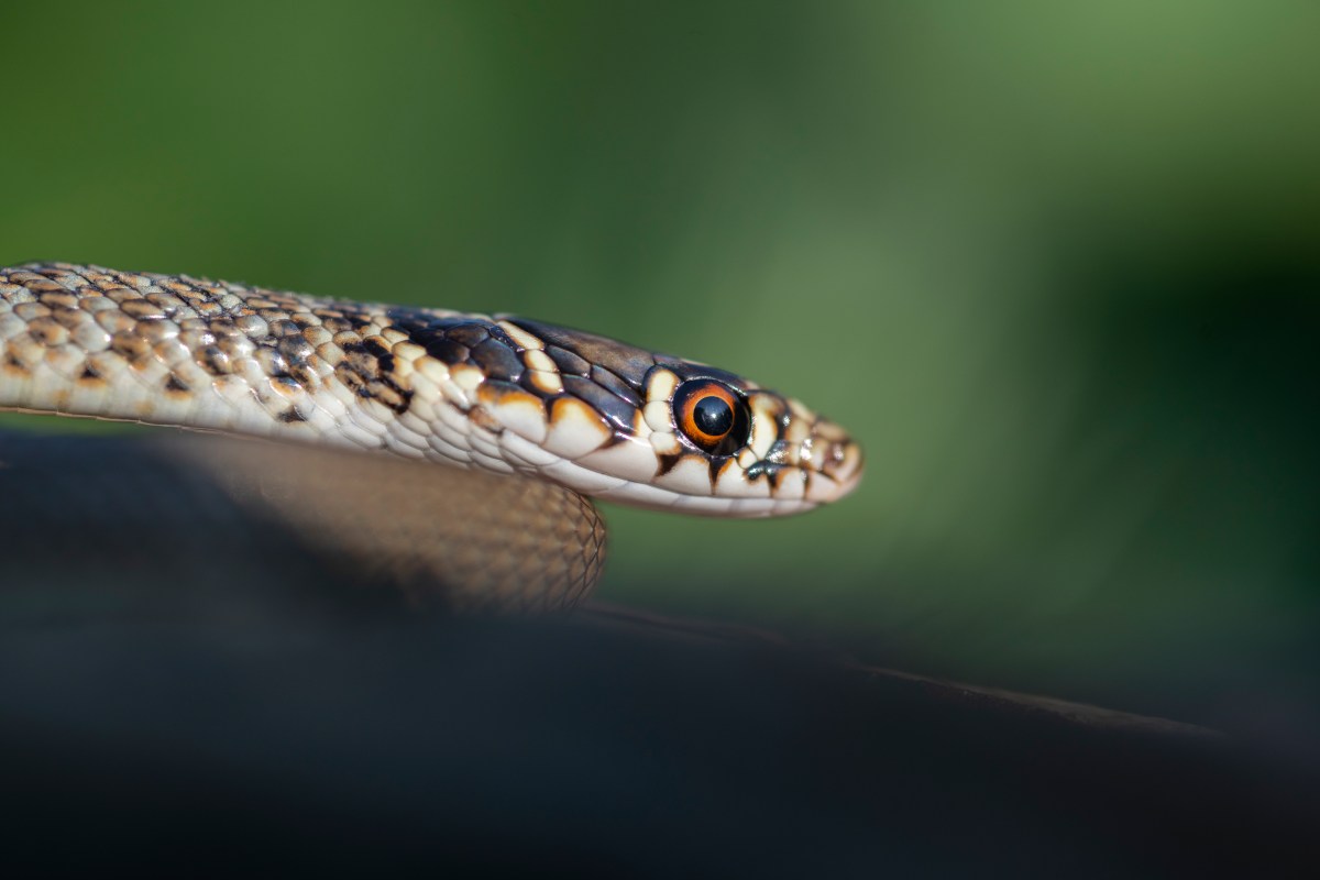Les Reptiles | Observatoire de la Biodiversité des Forêts